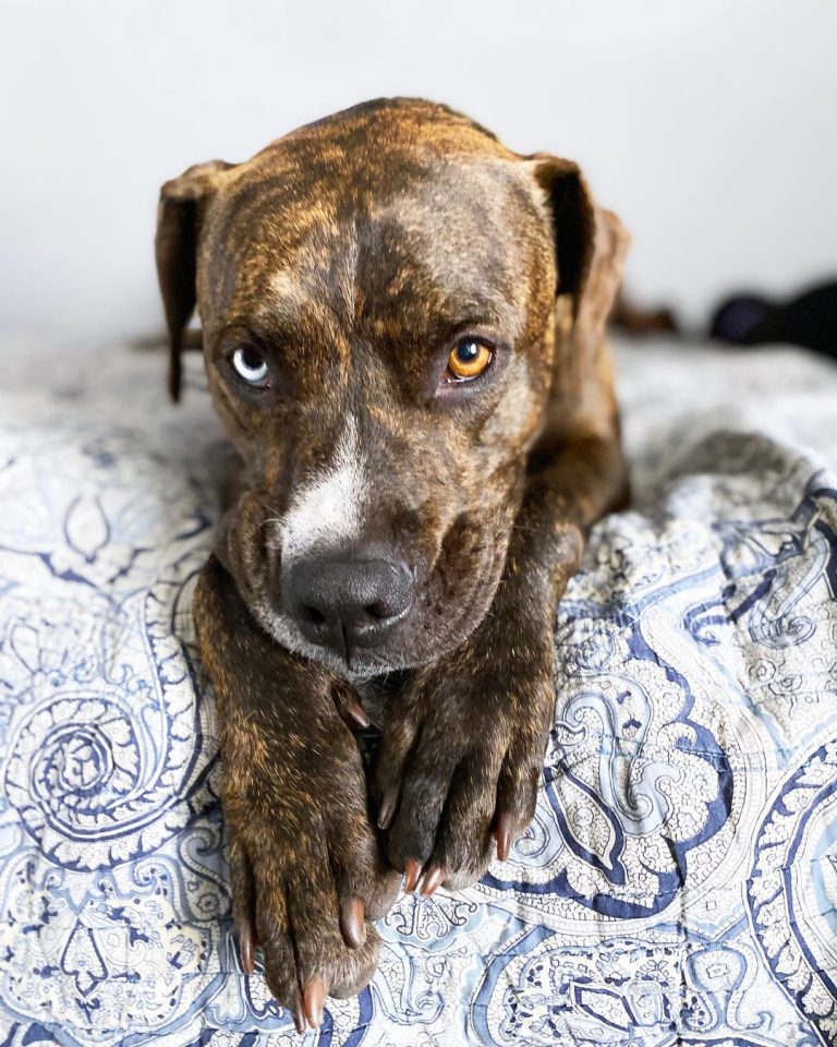 Pitsky: Pit Bull Terrier & Siberian Husky - The Dogman