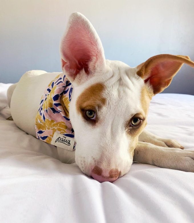 Pitsky: Pit Bull Terrier & Siberian Husky - The Dogman