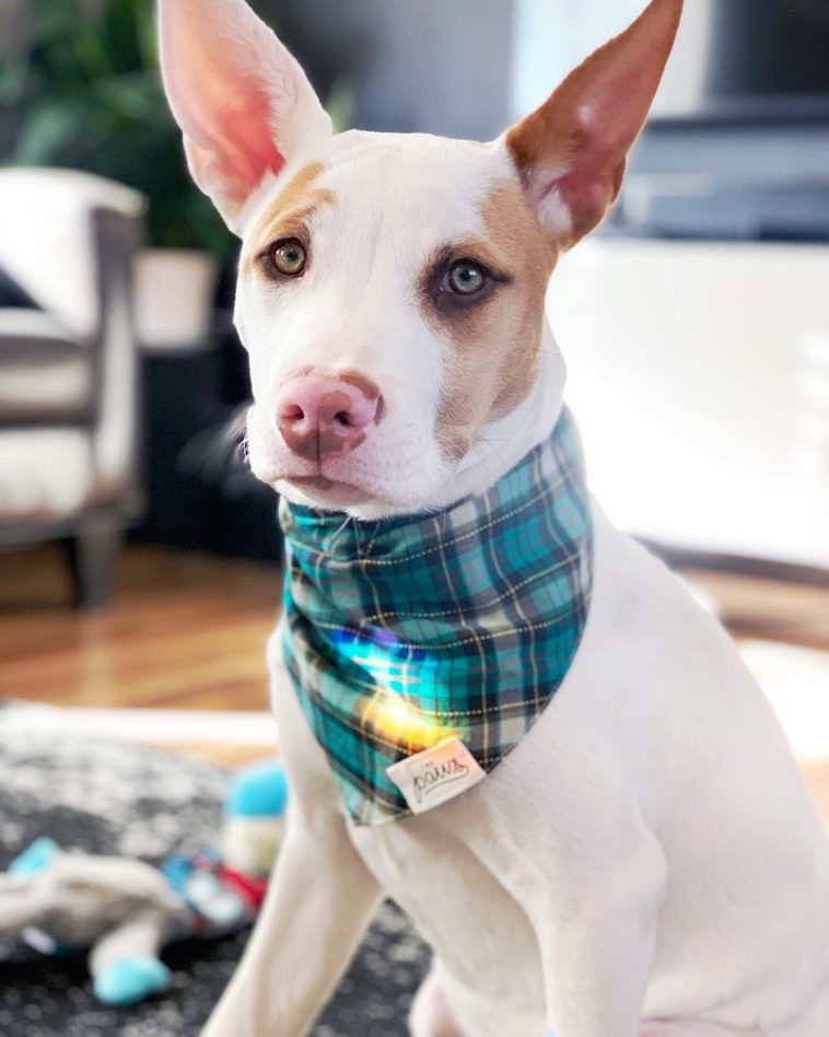 Pitsky: Pit Bull Terrier & Siberian Husky - The Dogman