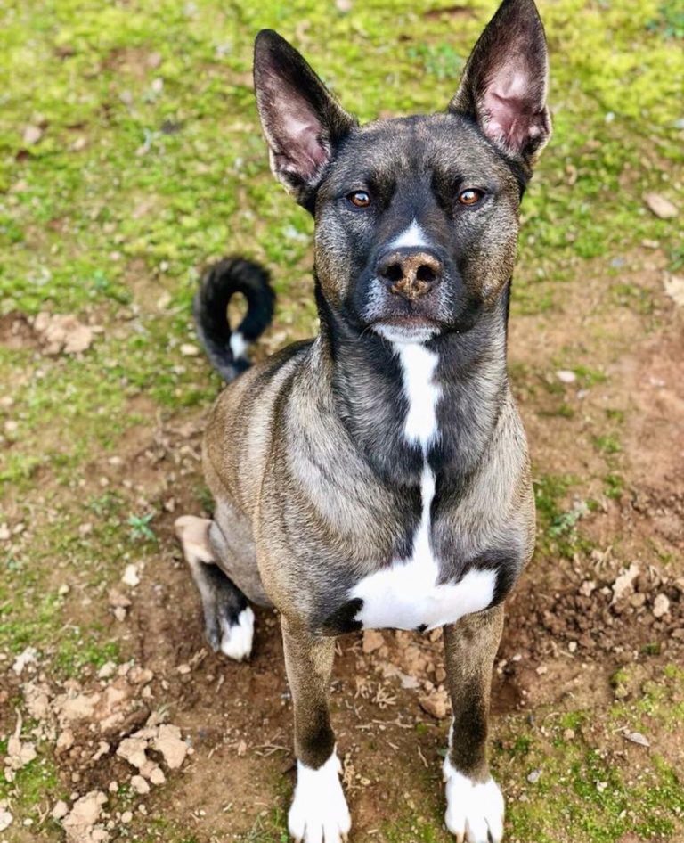 Pitsky: Pit Bull Terrier & Siberian Husky - The Dogman