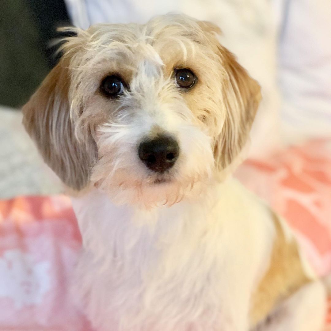 Poogle: Poodle & Beagle | The Dogman