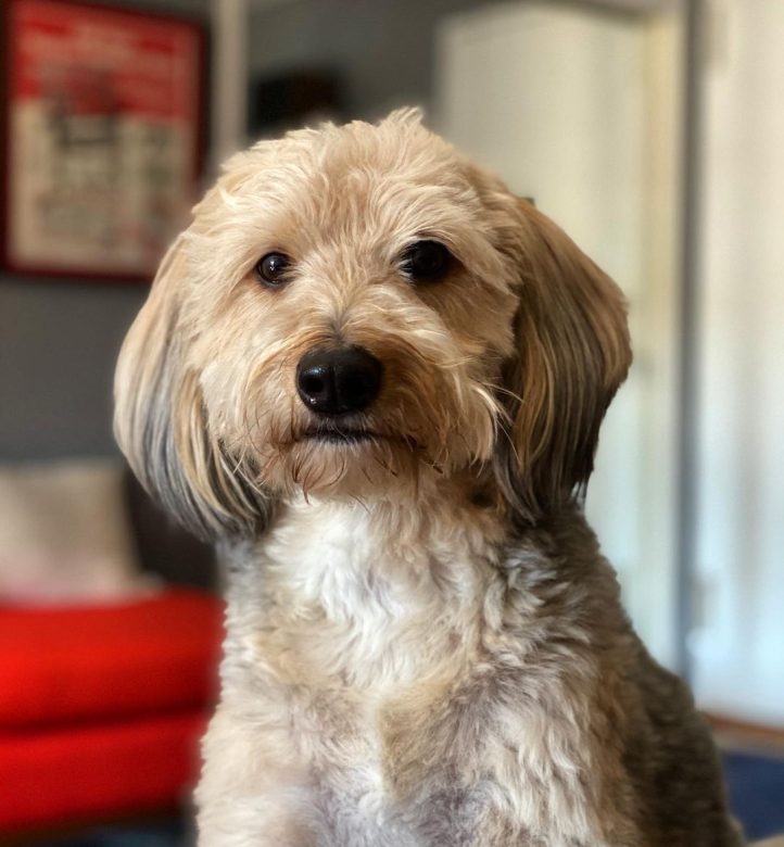 Poogle: Poodle & Beagle - The Dogman