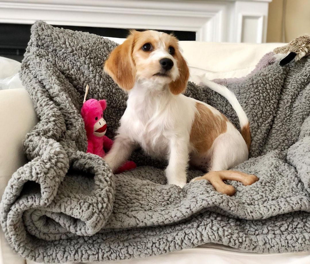 Poogle: Poodle & Beagle - The Dogman