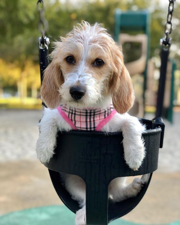 Poogle: Poodle & Beagle - The Dogman