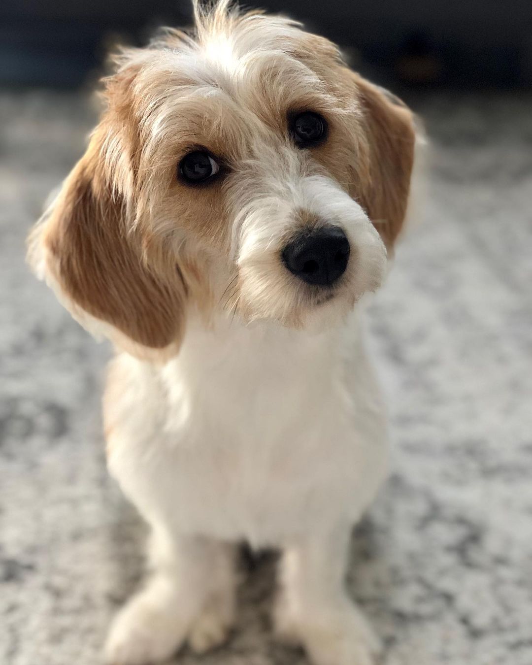 Poogle: Poodle & Beagle | The Dogman