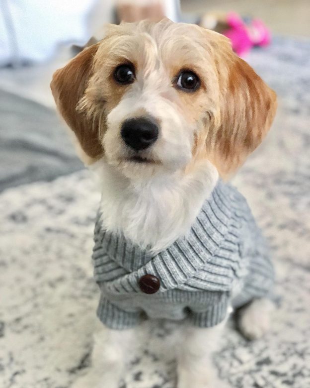 Poogle: Poodle & Beagle - The Dogman