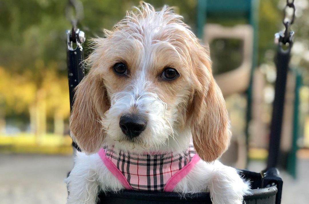 Poogle: Poodle & Beagle - The Dogman