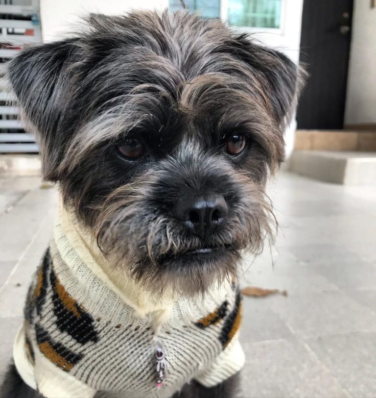 Pugapoo: Poodle & Pug - The Dogman