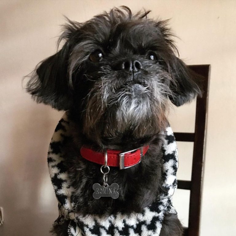 Pugapoo: Poodle & Pug - The Dogman