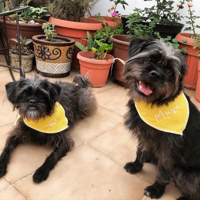 Pugapoo: Poodle & Pug - The Dogman