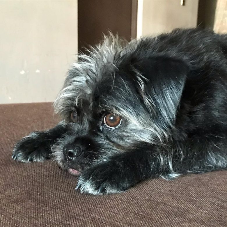 Pugapoo: Poodle & Pug - The Dogman