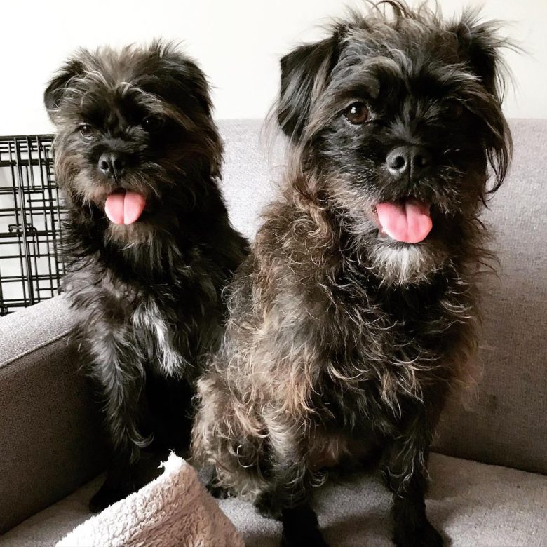 Pugapoo: Poodle & Pug - The Dogman