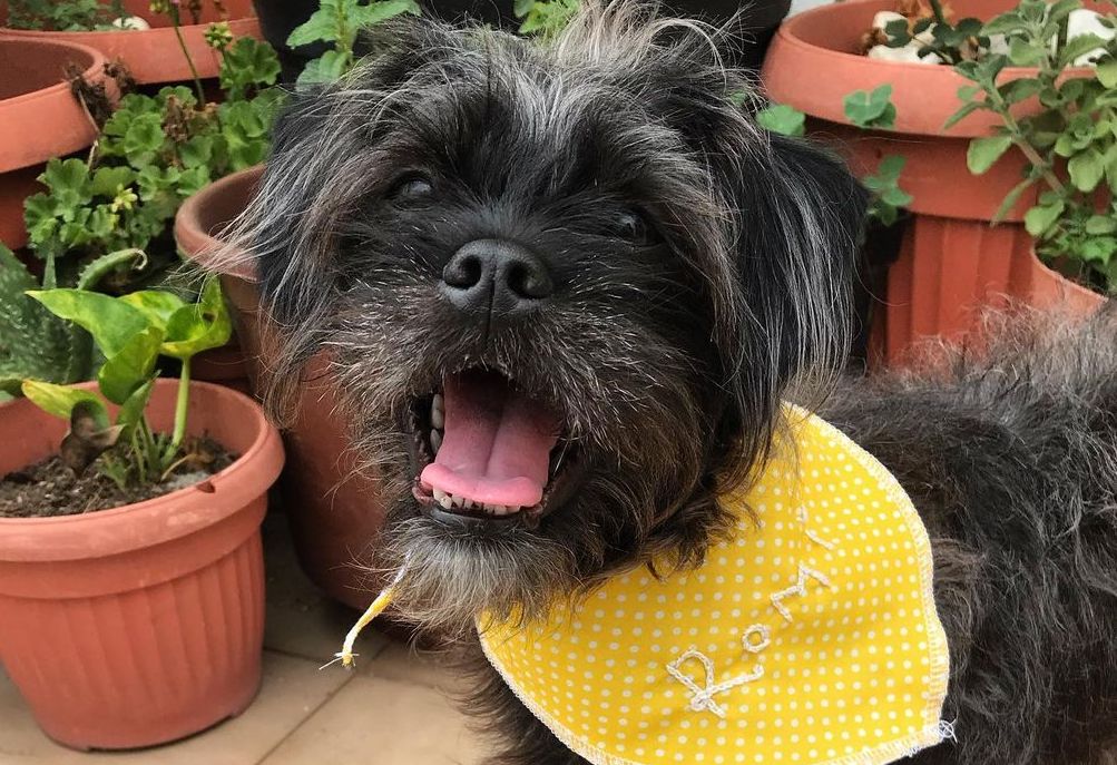 Pugapoo: Poodle & Pug - The Dogman