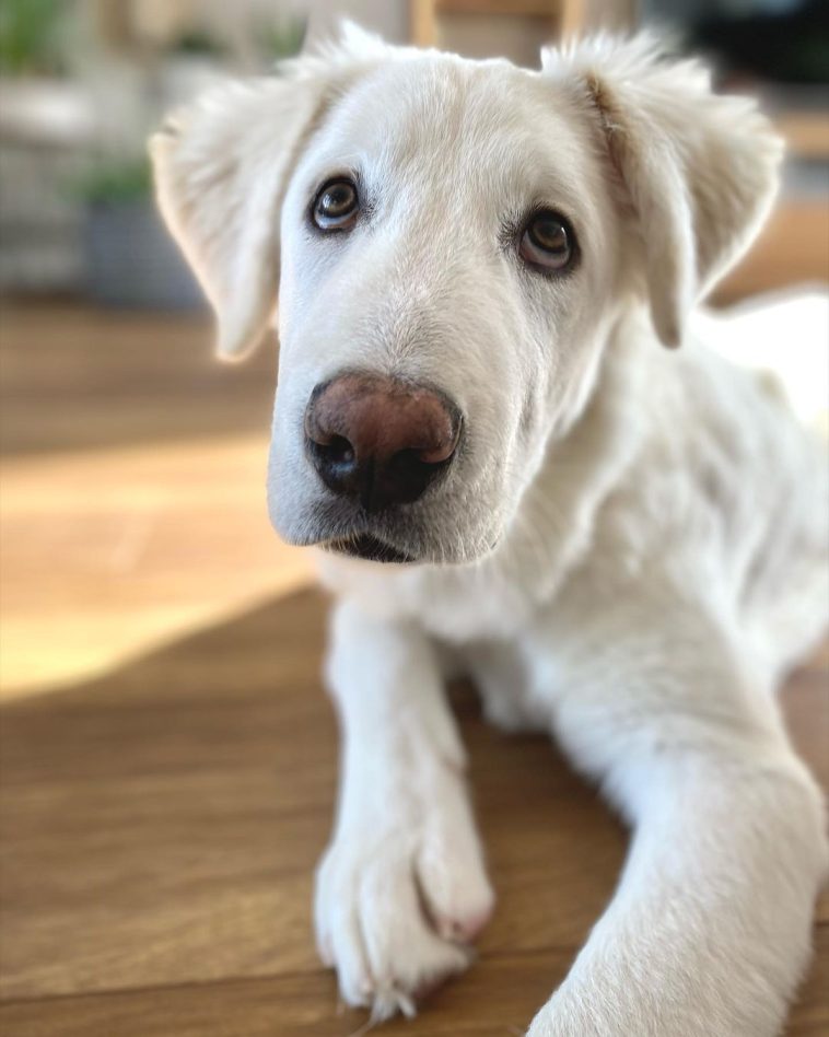 Pyrador: Labrador Retriever & Great Pyrenees. - The Dogman
