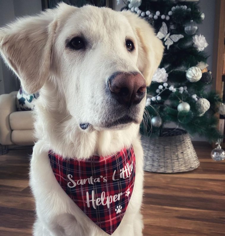Pyrador: Labrador Retriever & Great Pyrenees. - The Dogman