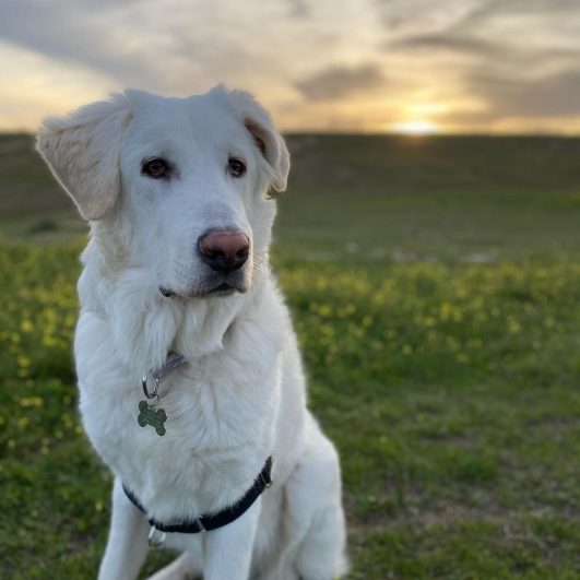 Pyrador: Labrador Retriever & Great Pyrenees. - The Dogman