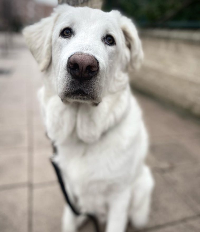 Pyrador: Labrador Retriever & Great Pyrenees. - The Dogman