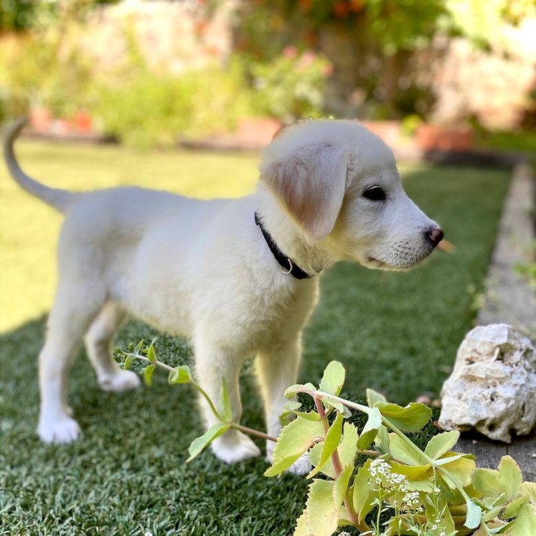 Pyrador: Labrador Retriever & Great Pyrenees. - The Dogman