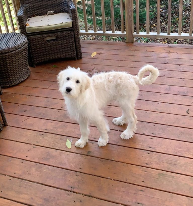 Pyredoodle: Great Pyrenees & Standard Poodle - The Dogman