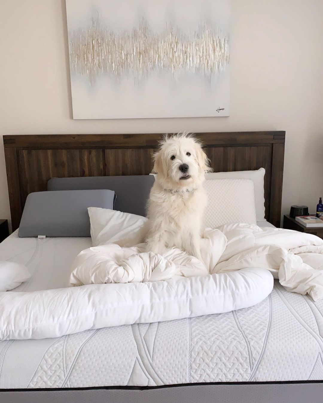 Pyredoodle: Great Pyrenees & Standard Poodle - The Dogman