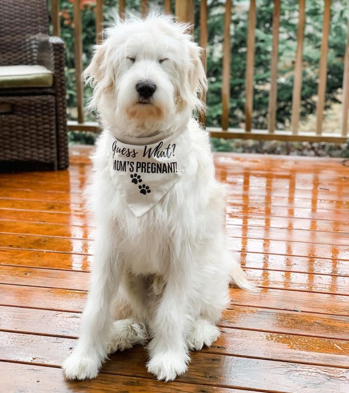 Pyredoodle: Great Pyrenees & Standard Poodle - The Dogman