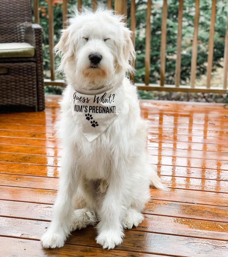 Pyredoodle: Great Pyrenees & Standard Poodle - The Dogman