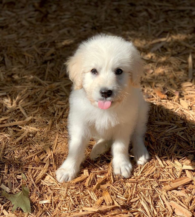 Pyredoodle: Great Pyrenees & Standard Poodle - The Dogman