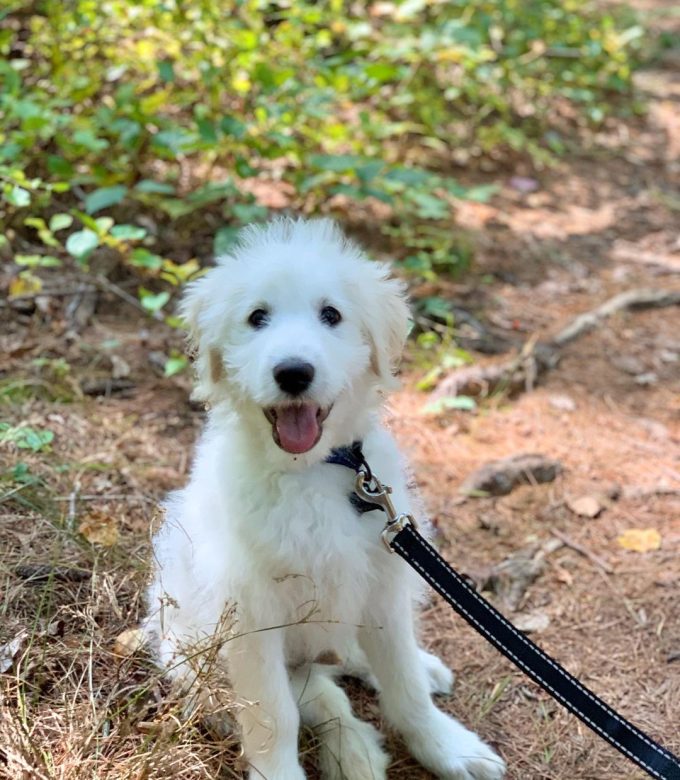Pyredoodle: Great Pyrenees & Standard Poodle - The Dogman