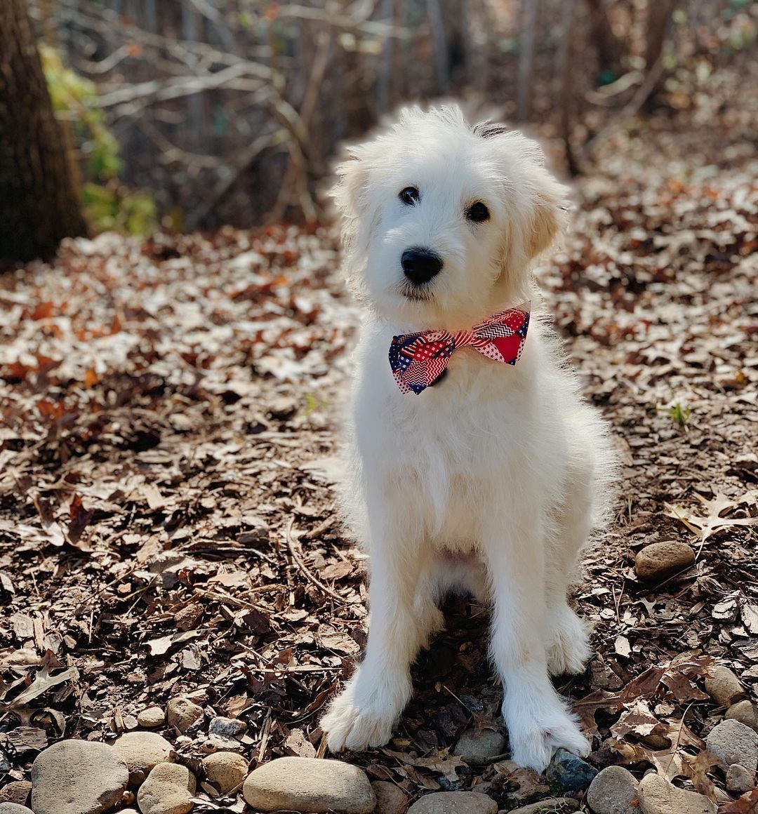Pyredoodle: Great Pyrenees & Standard Poodle - The Dogman