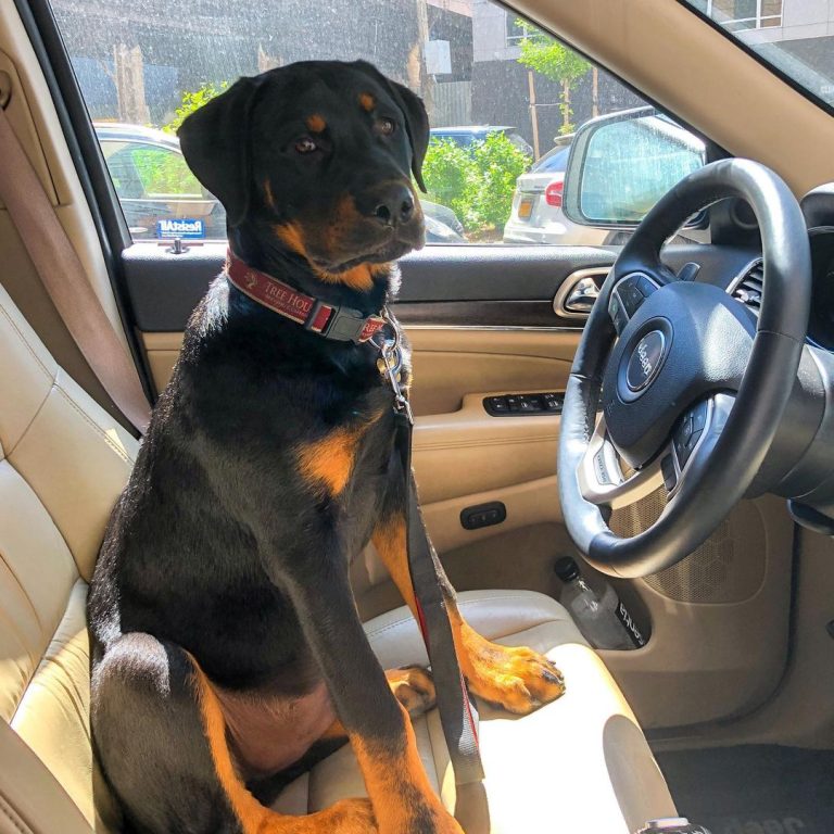 Rottador: Rottweiler & Labrador Retriever - The Dogman
