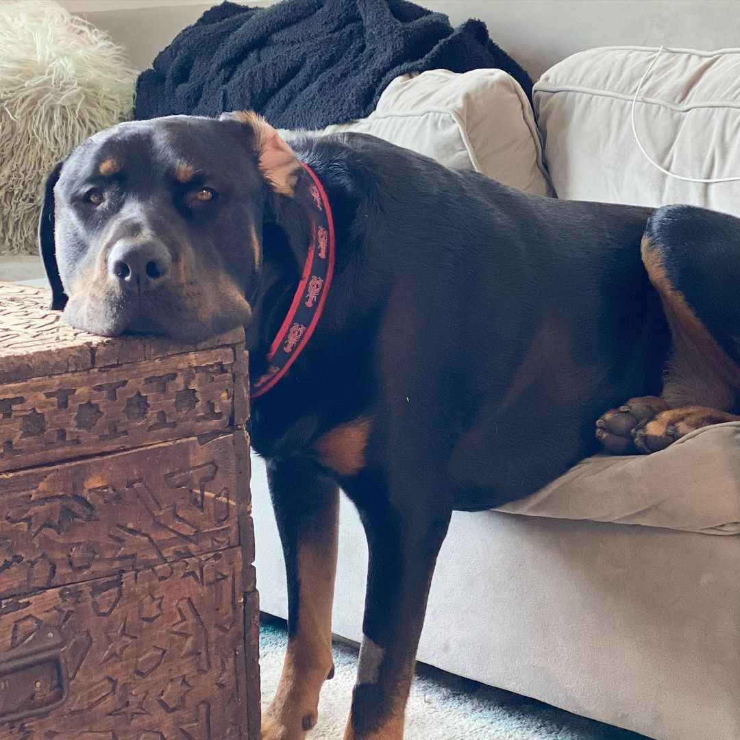 Rottador: Rottweiler & Labrador Retriever - The Dogman