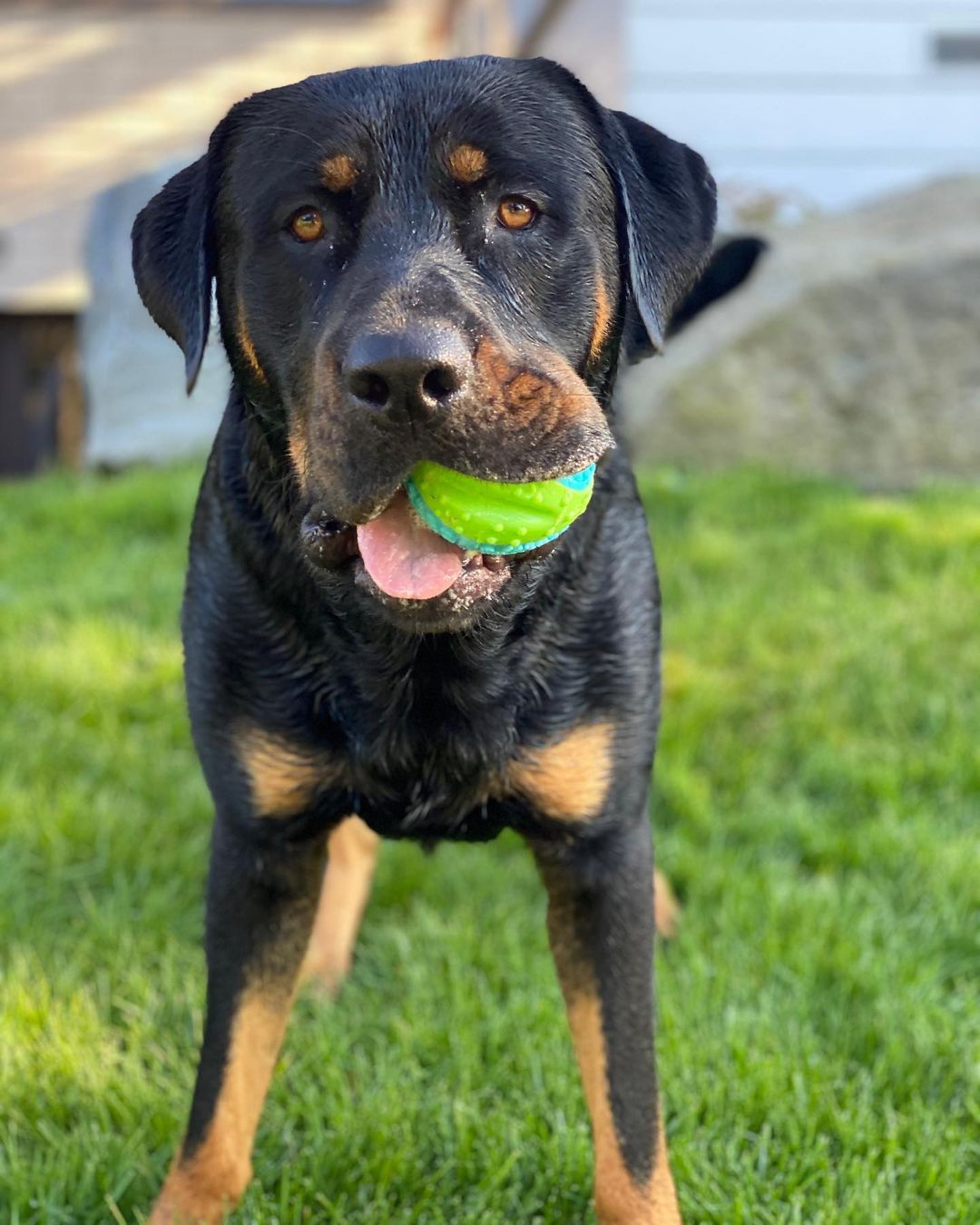 Rottador: Rottweiler & Labrador Retriever - The Dogman