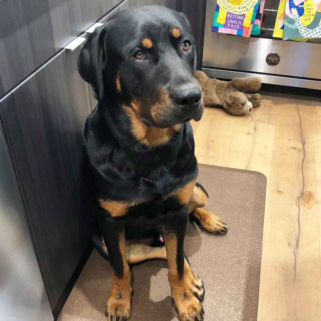 Rottador: Rottweiler & Labrador Retriever | The Dogman