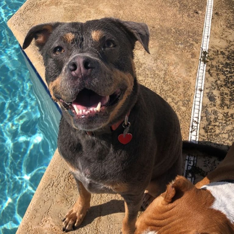 Rottbull: Rottweiler & Pit Bull - The Dogman