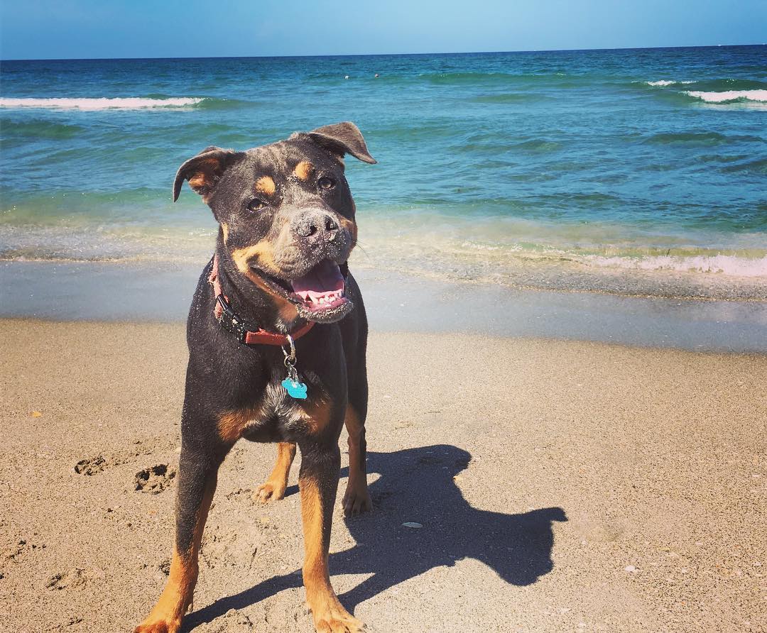 Rottbull: Rottweiler & Pit Bull - The Dogman