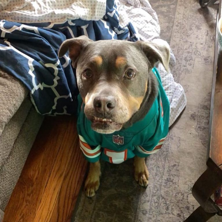 Rottbull: Rottweiler & Pit Bull - The Dogman