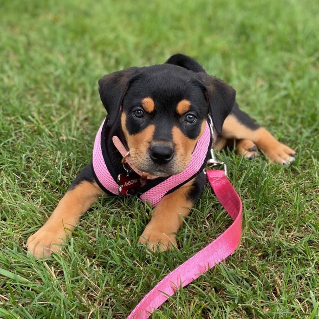 Rottbull: Rottweiler & Pit Bull - The Dogman