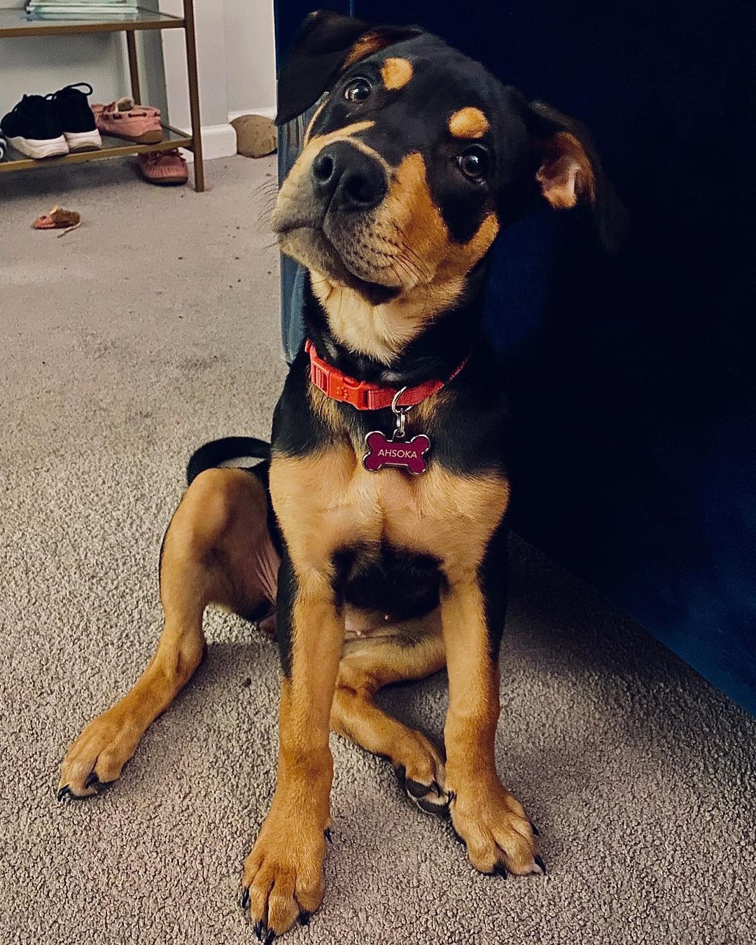 Rottbull: Rottweiler & Pit Bull | The Dogman