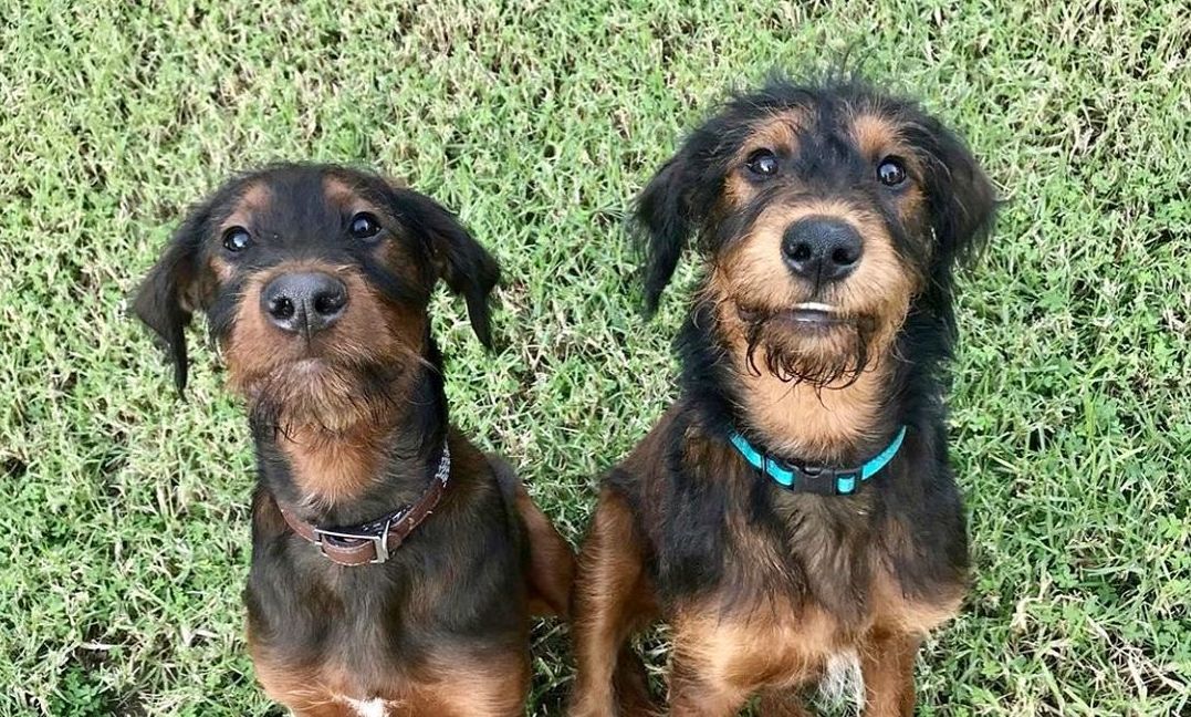 Rottle: Rottweiler & Poodle - The Dogman