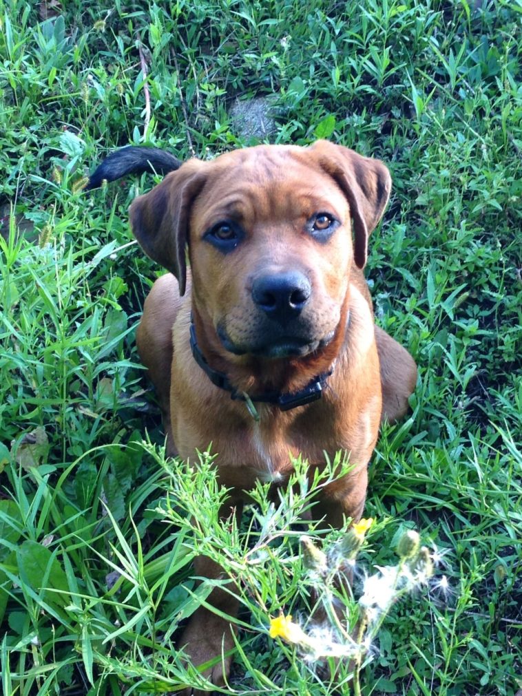 Rottweiler Mastiff Mix: Mastiff & Rottweiler - The Dogman
