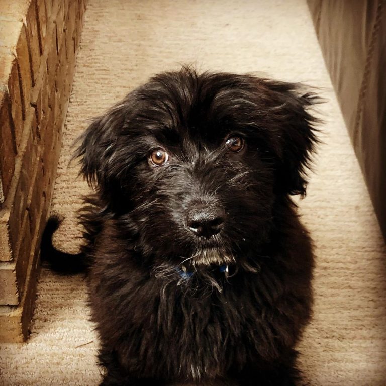 Scoodle: Scottish Terrier & Poodle - The Dogman