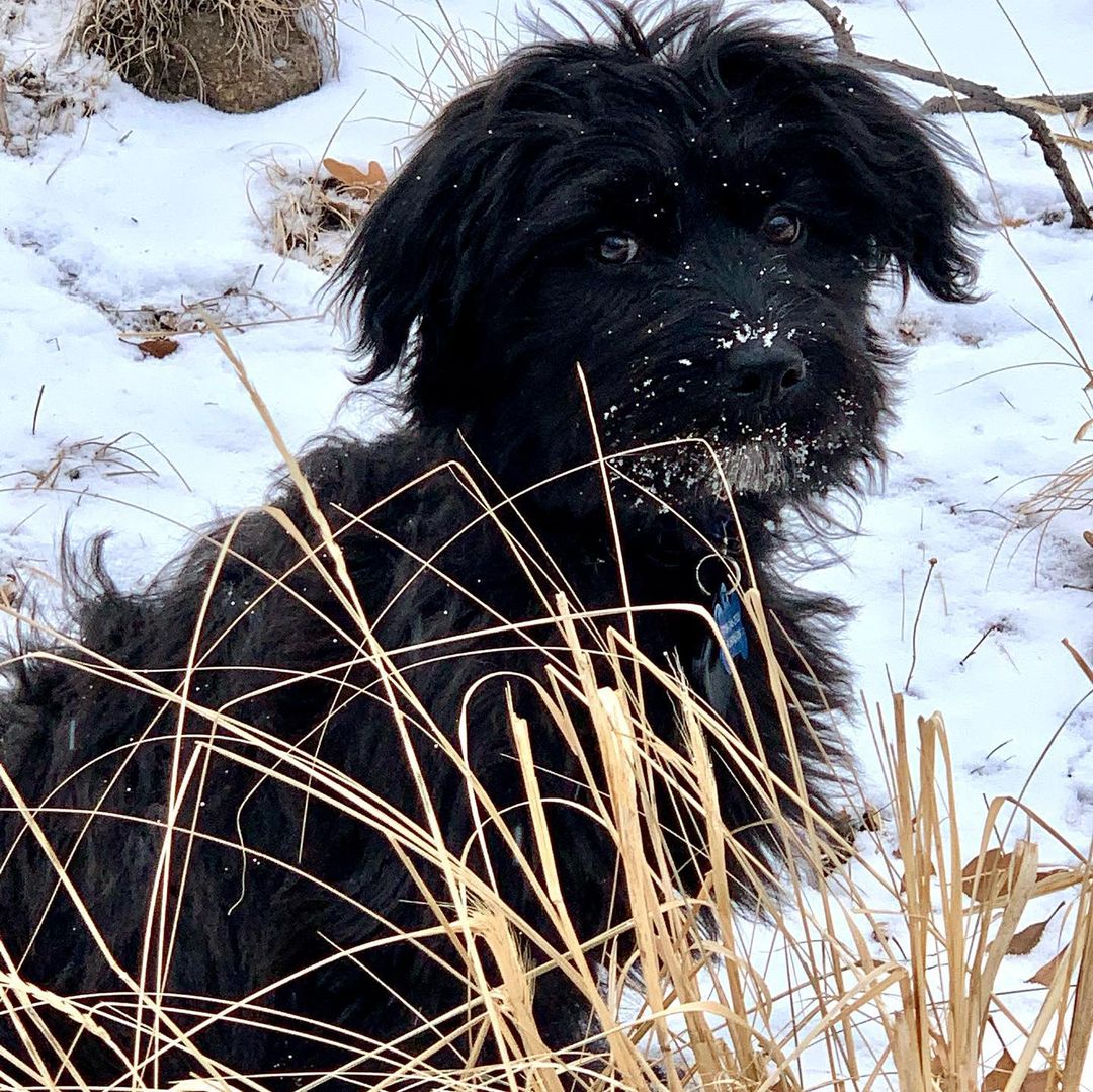 Scoodle: Scottish Terrier & Poodle - The Dogman
