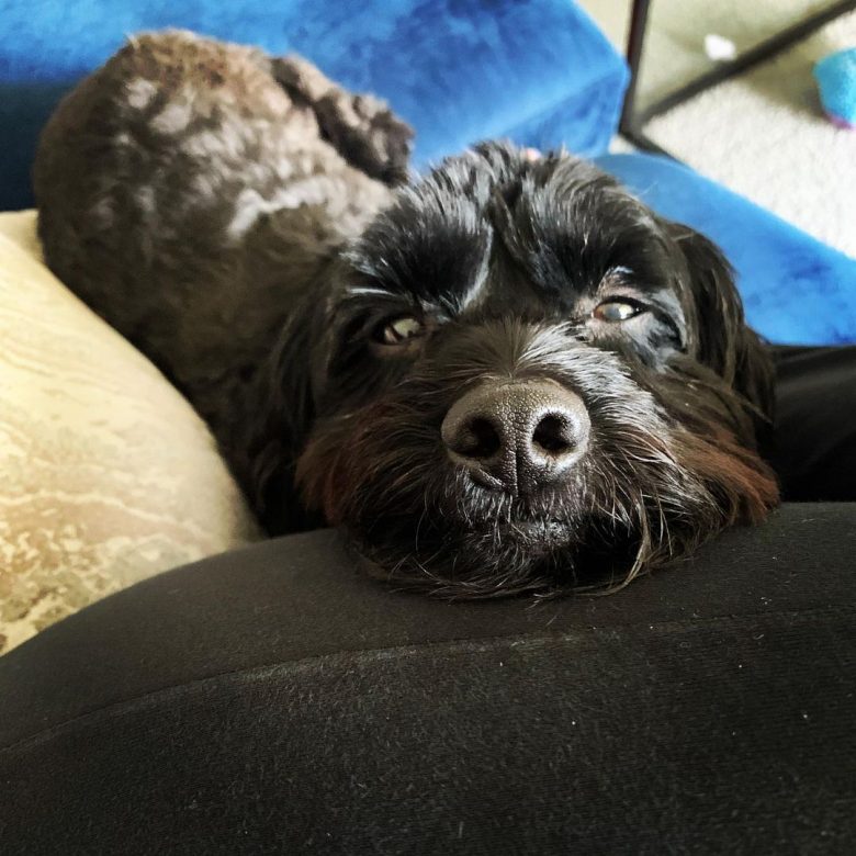 Scoodle: Scottish Terrier & Poodle - The Dogman