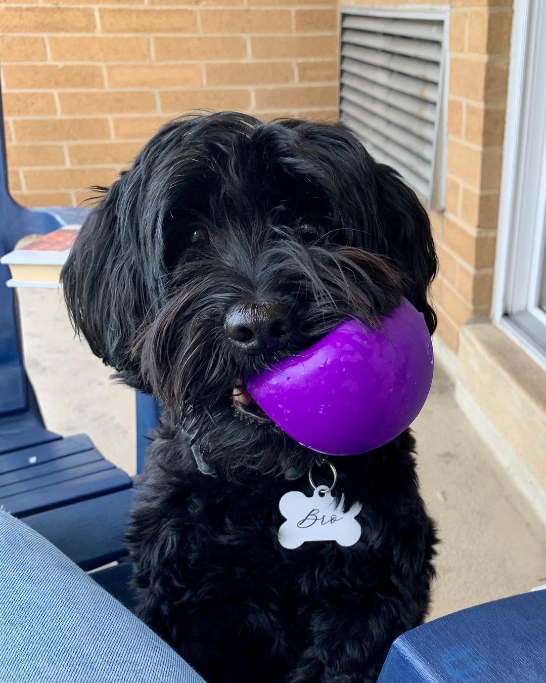 Scoodle: Scottish Terrier & Poodle - The Dogman