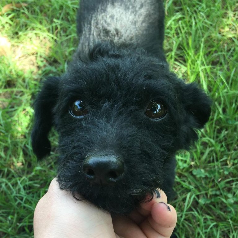 Scoodle: Scottish Terrier & Poodle - The Dogman