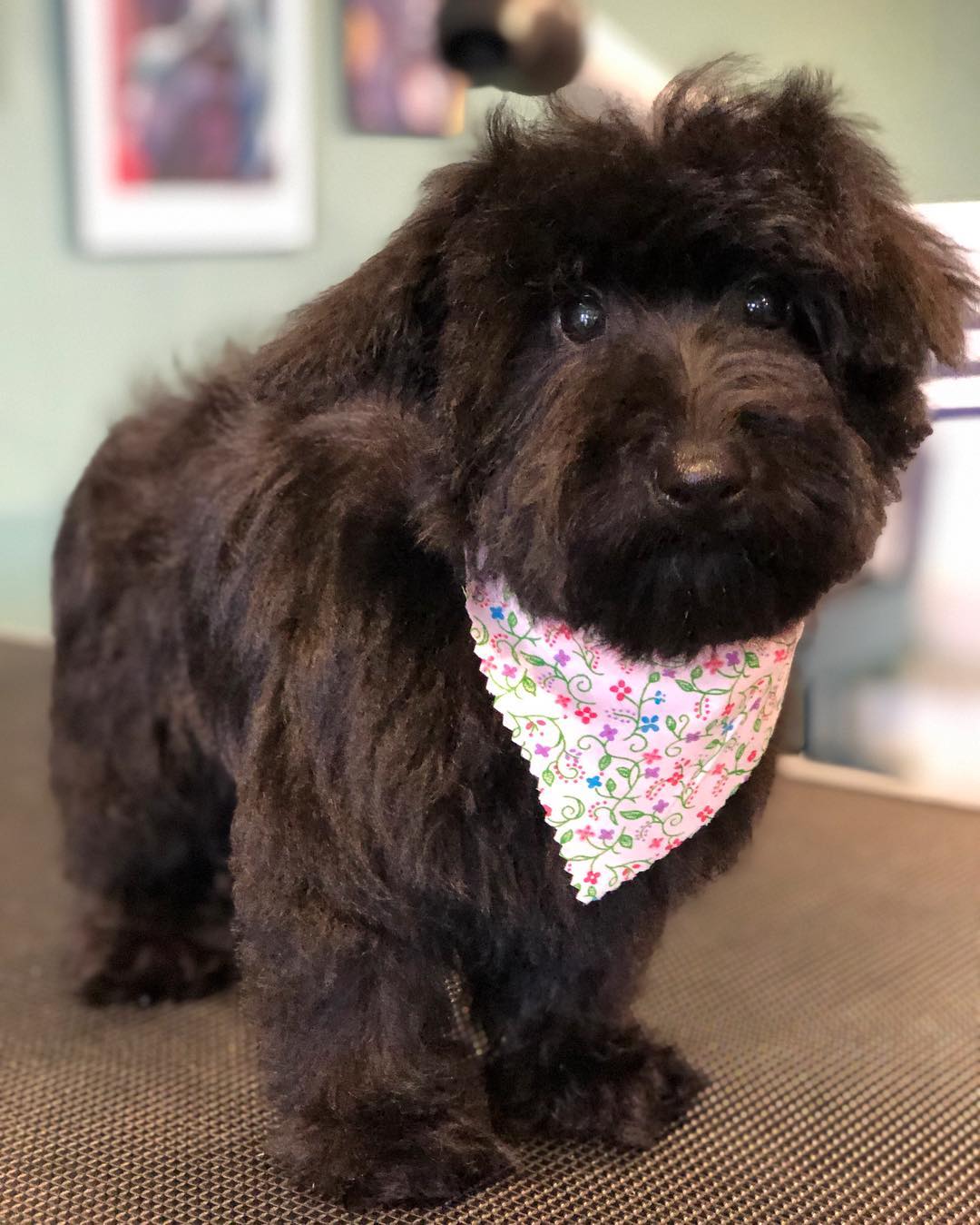 Scoodle: Scottish Terrier & Poodle - The Dogman