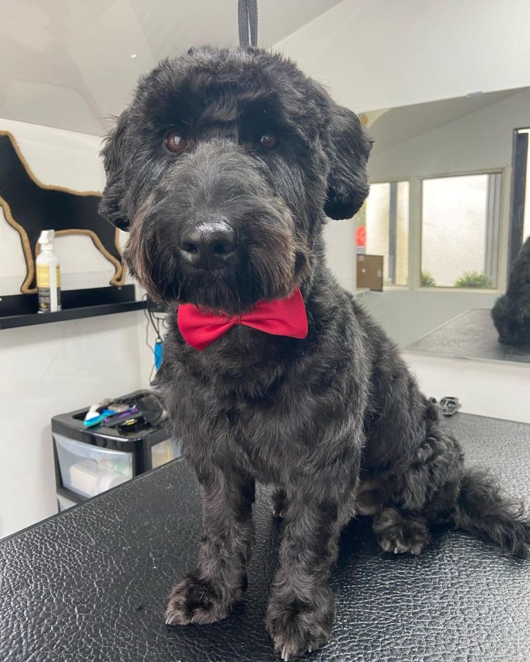 Scoodle: Scottish Terrier & Poodle - The Dogman