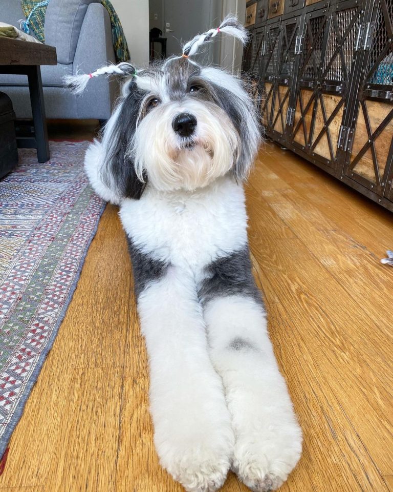 Sheepadoodle: Old English Sheepdog & Poodle - The Dogman