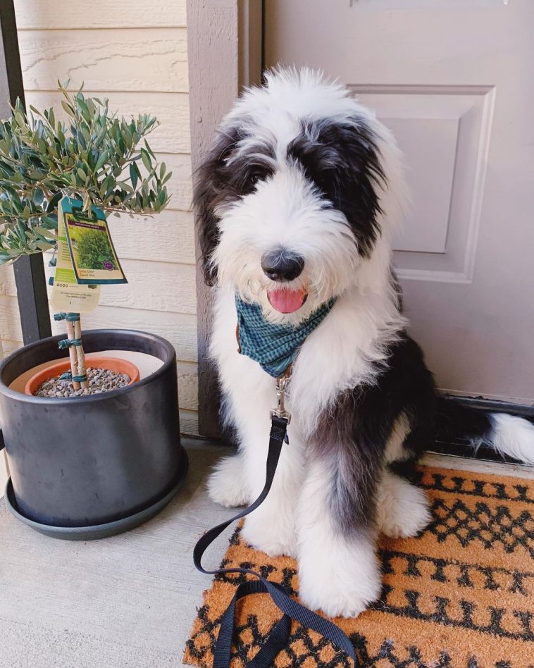 Sheepadoodle: Old English Sheepdog & Poodle - The Dogman