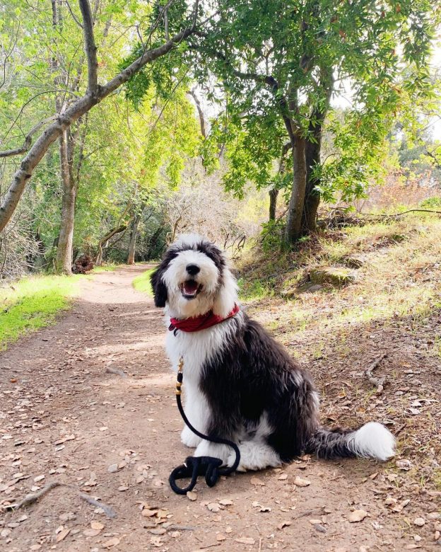 Sheepadoodle: Old English Sheepdog & Poodle - The Dogman